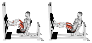 Beinstrecker Übungen zuhause + Studio (inkl. Bilder + Videos)