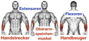 Extensoren Unterarm + Flexoren Unterarm: Top 6 Übungen (inkl. Videos)
