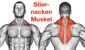 Stiernacken Übungen: Top 7 (inkl. Bilder + Videos)